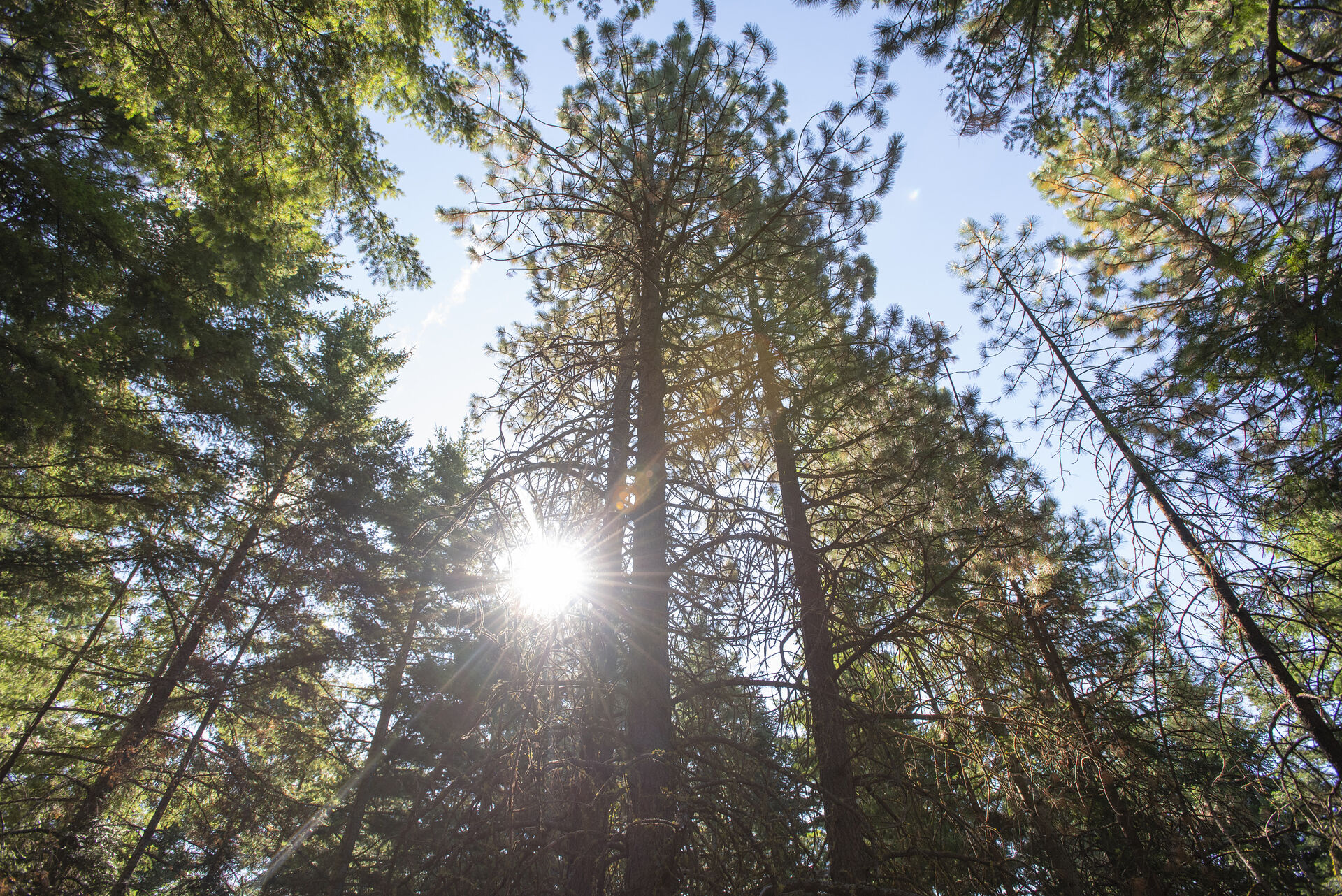 Cultivating a Replicable and Transparent Wood Supply Chain at PDX ...